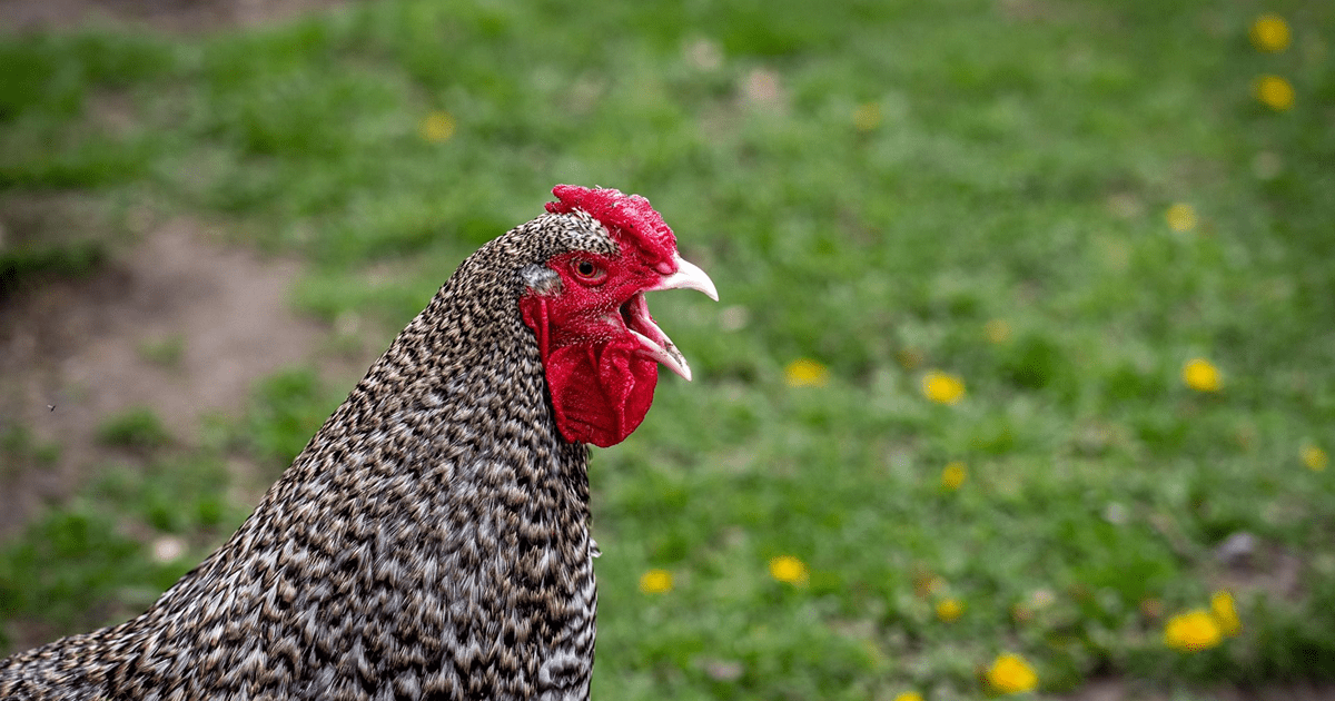 How to Introduce New Chickens Without Chaos | Valley Farms Hatchery