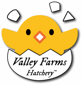 Chicken Hatchery in Muscle Shoals AL | Valley Farms Hatchery